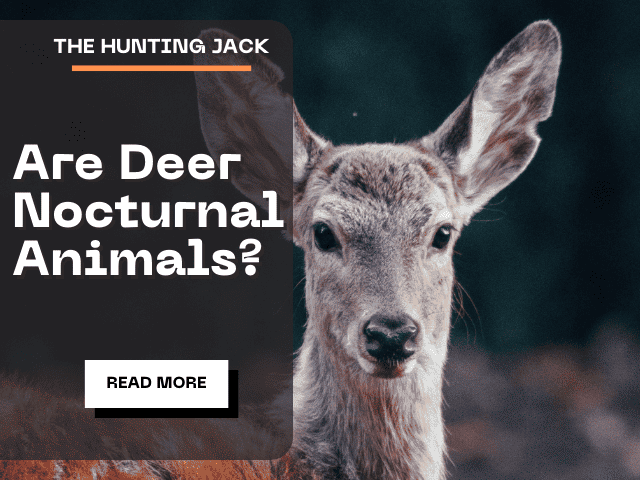 Are Deer Nocturnal? A Hunter's Guide | Thehuntingjack.com