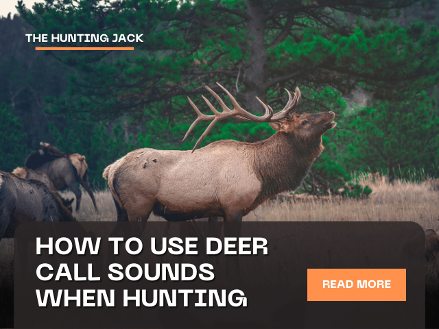 How To Use Deer Call Sounds For Hunting | Thehuntingjack.com
