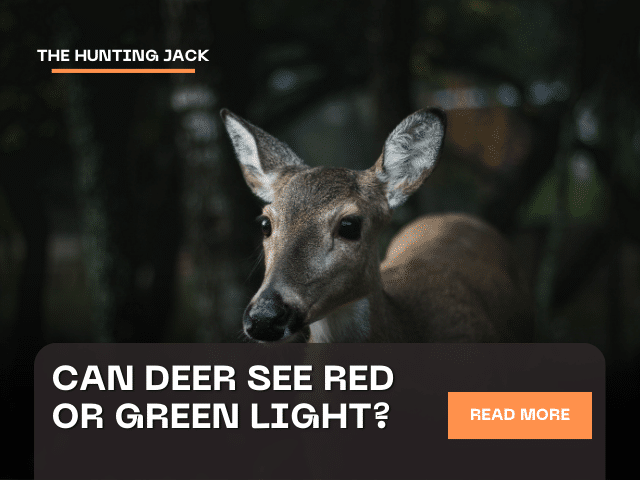 Can Deer See Red Or Green Light? | Thehuntingjack.com