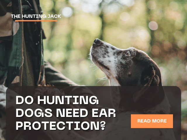 Do Hunting Dogs Need Ear Protection? | Thehuntingjack.com